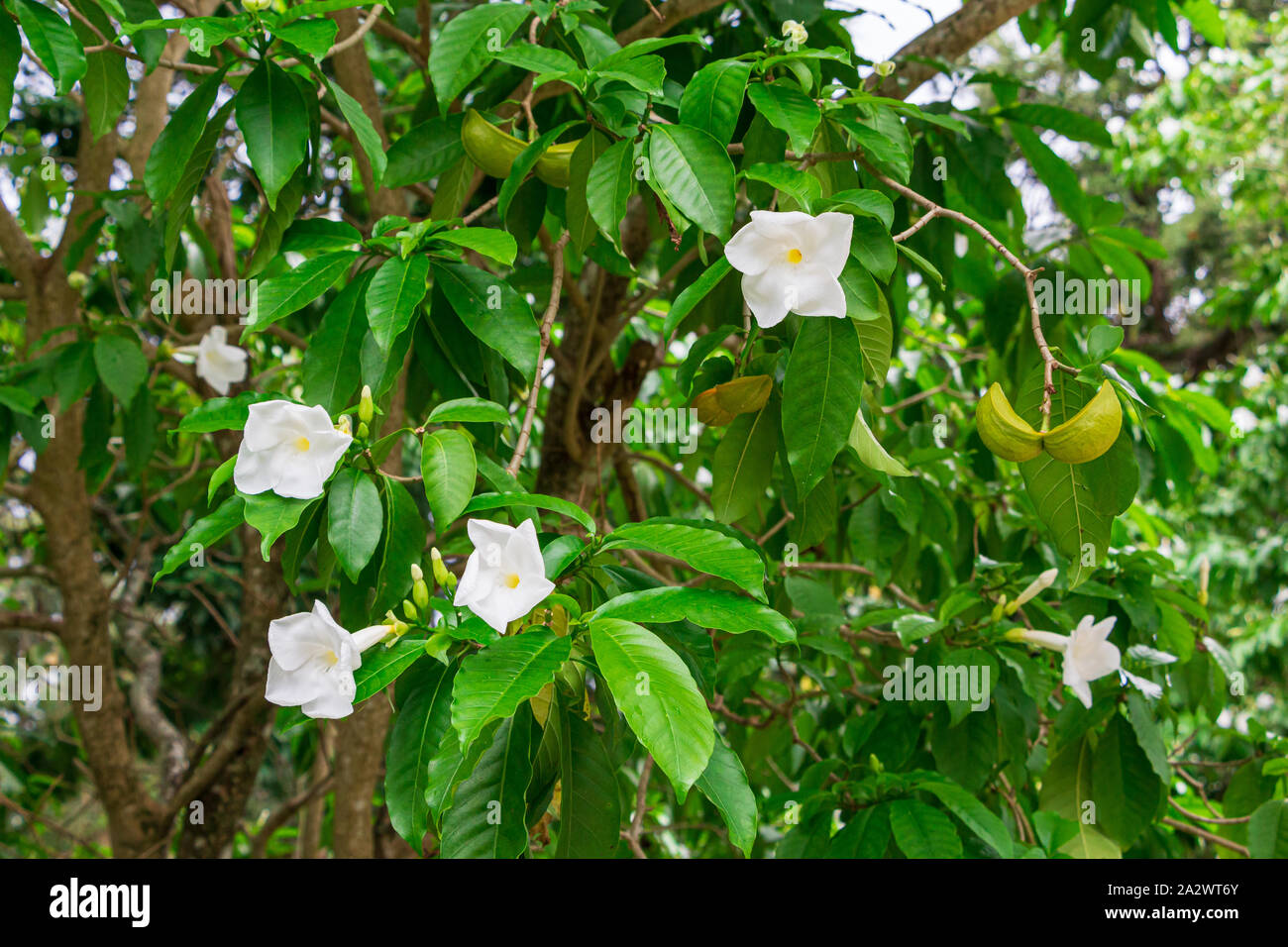 Milky Way Tree (Tabernaemontana litoralis a.k.a. Stemmadenia litoralis ...