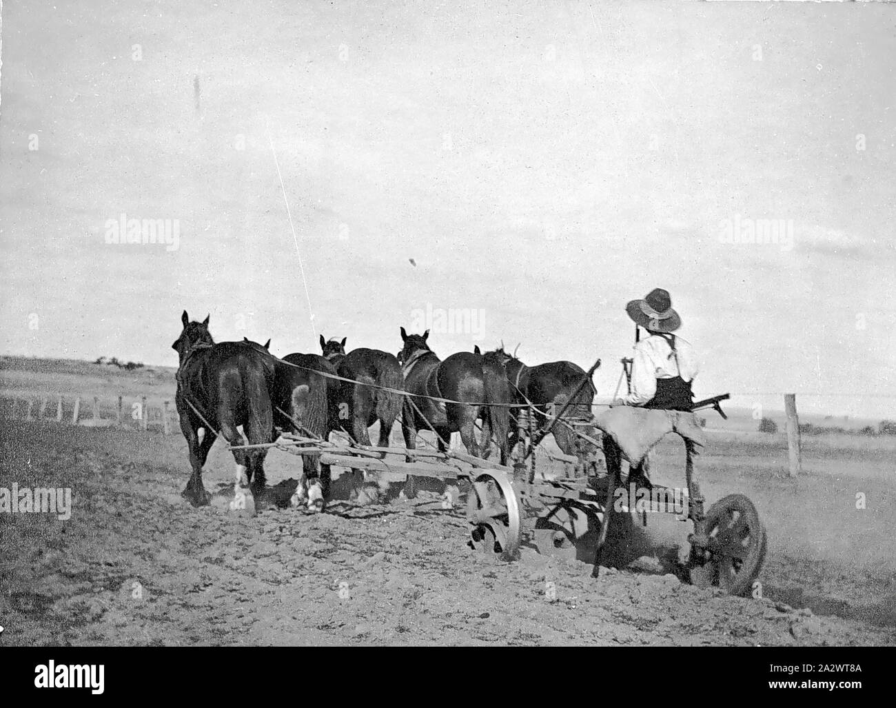 Negative - Mount Hope, Victoria, Nov 1919, A young boy driving a plough ...