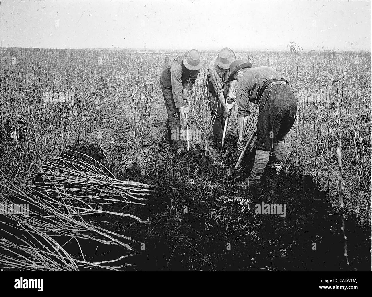 Negative - Bairnsdale District, Victoria, circa 1912, Three men digging ...