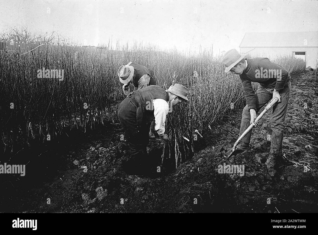 Negative - Bairnsdale District, Victoria, circa 1912, Men digging up ...