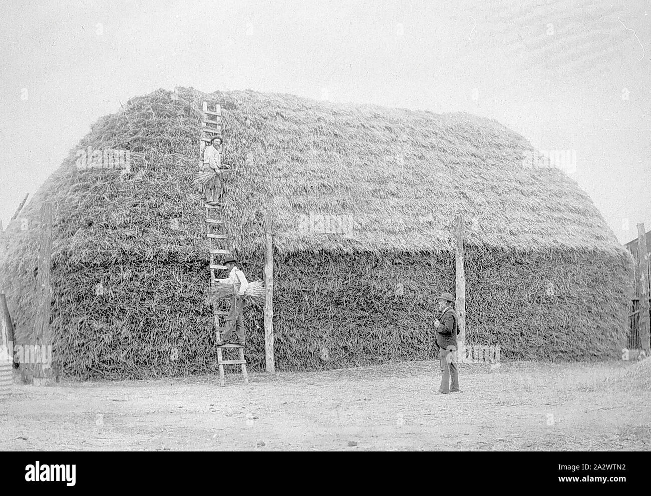 Negative - Thatching a Hay Stack, Sea Lake District, Victoria, circa ...