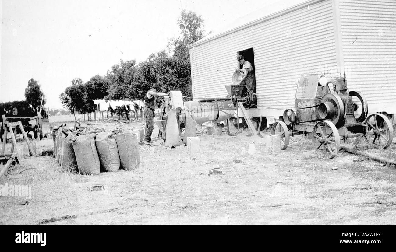 Negative - Machine Crushing Wheat, Dimboola District, Victoria, circa ...
