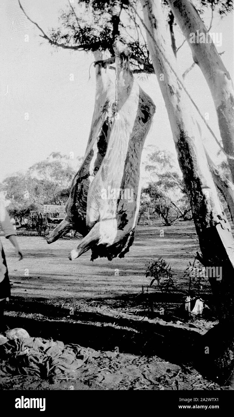 Negative - Carcass Preparation, Karawinna District, Victoria, circa ...