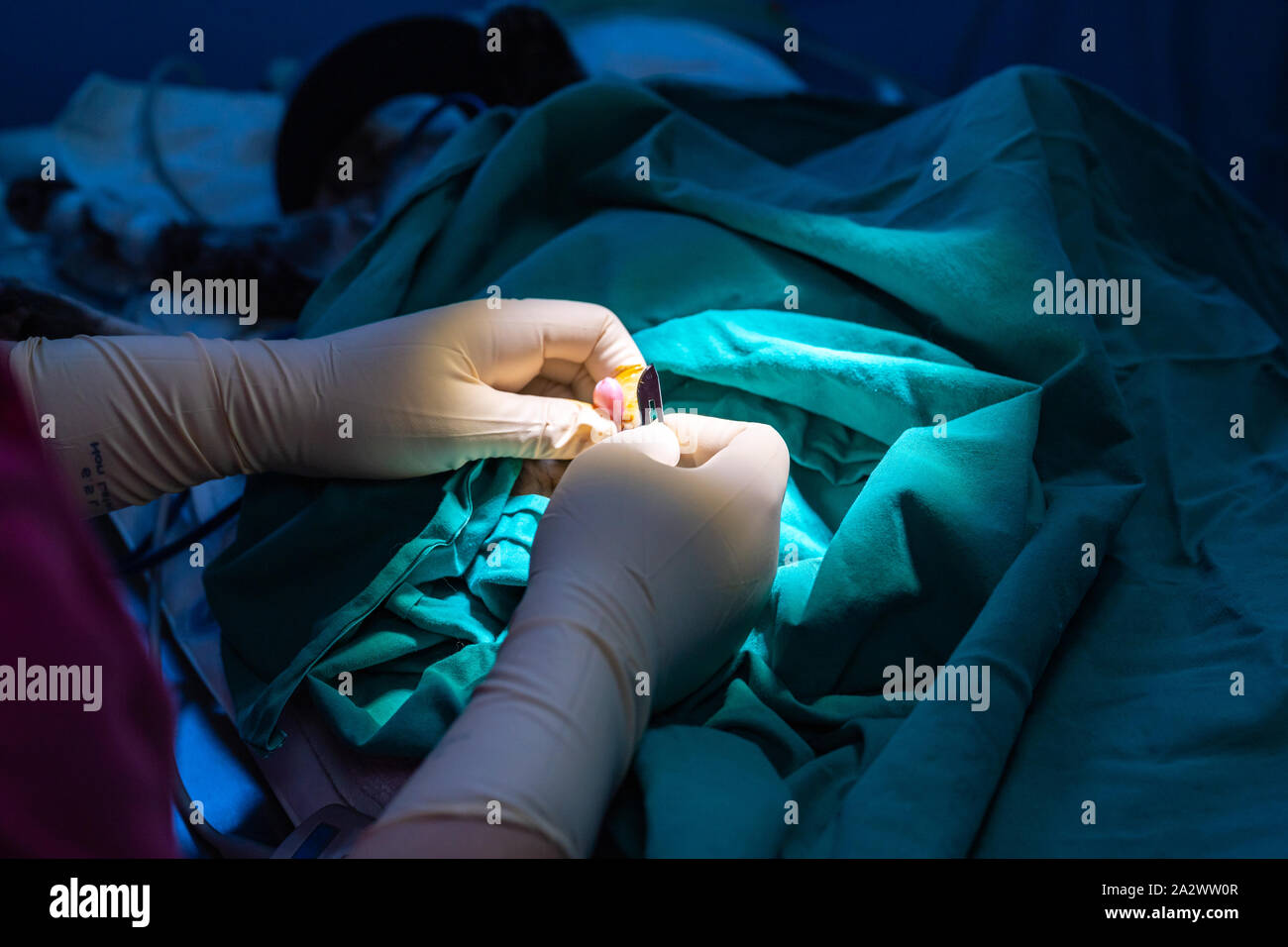 Vet removing the testicle from a cat with a scalpel blade in a ...