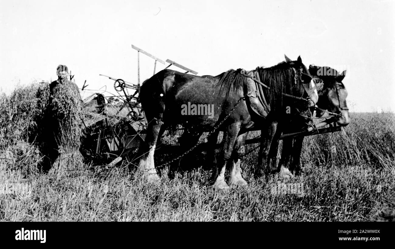 Harvesting wheat by horse hi-res stock photography and images - Alamy