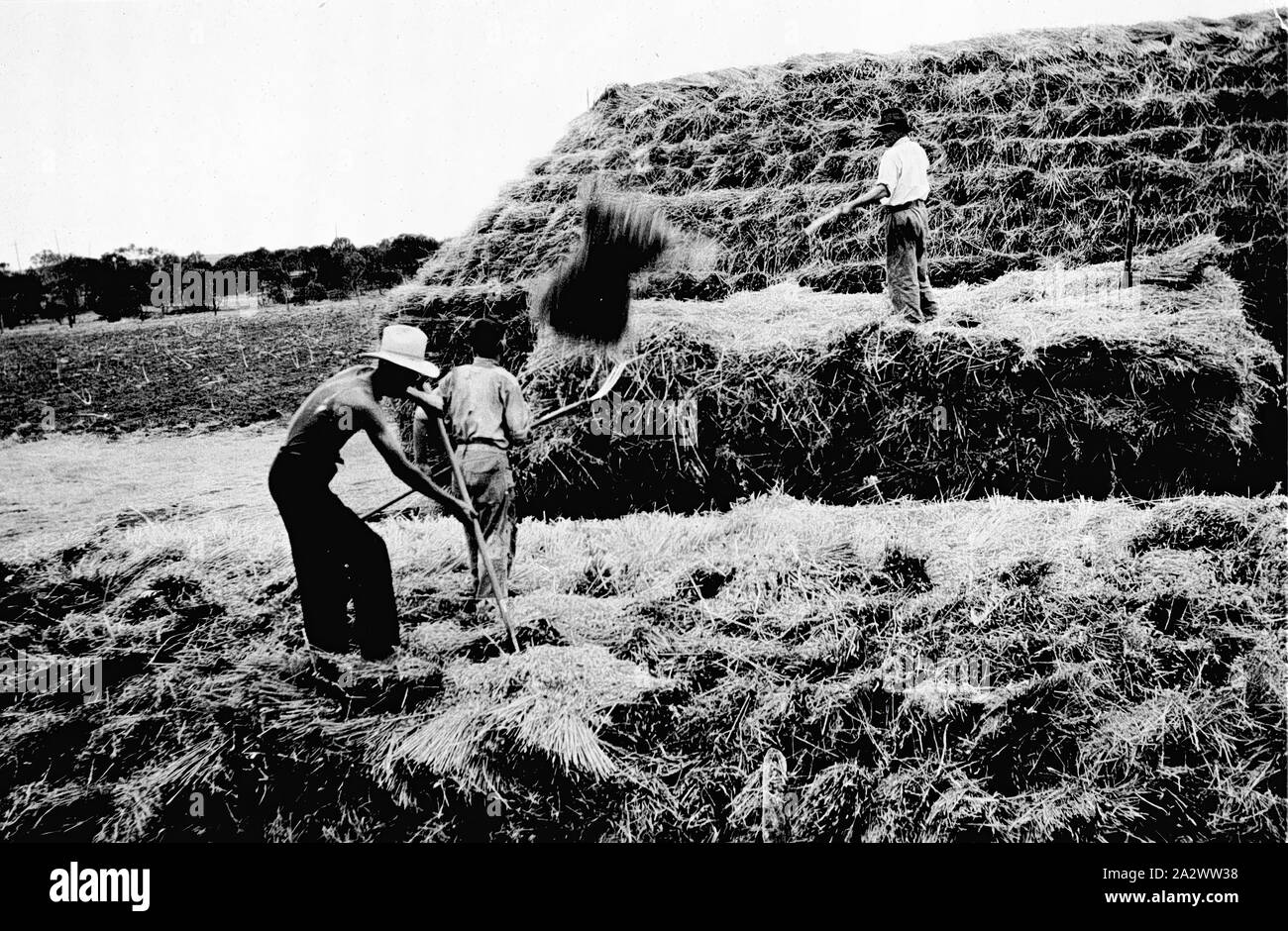 Negative - Boonoonar, Victoria, 1930, Three men building a haystack ...