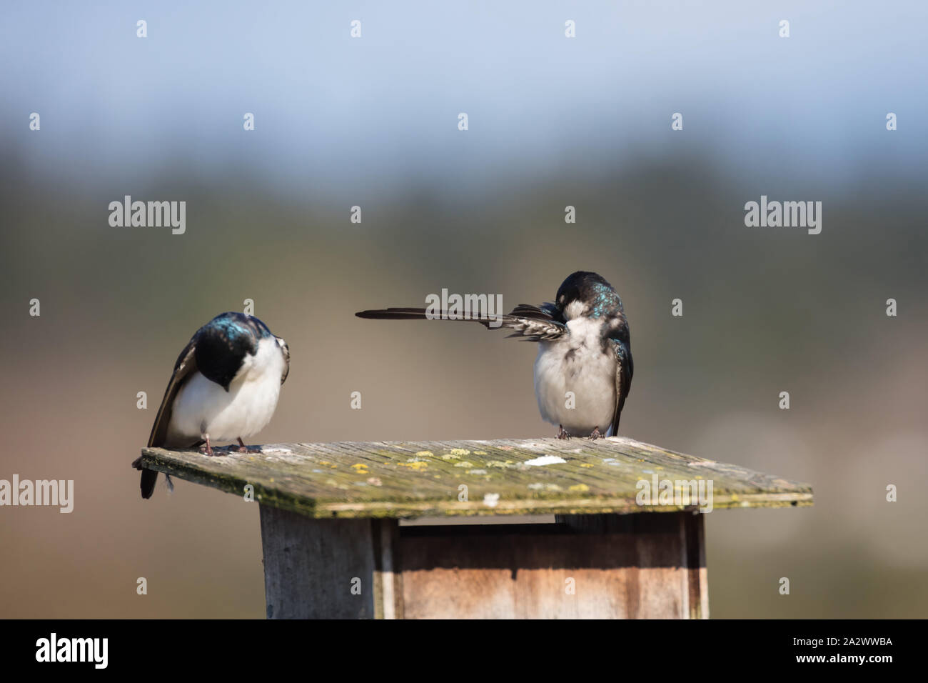 Swallow family hi-res stock photography and images - Alamy