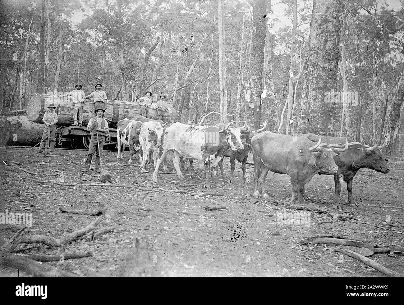 Bullock wagon australia hi-res stock photography and images - Alamy