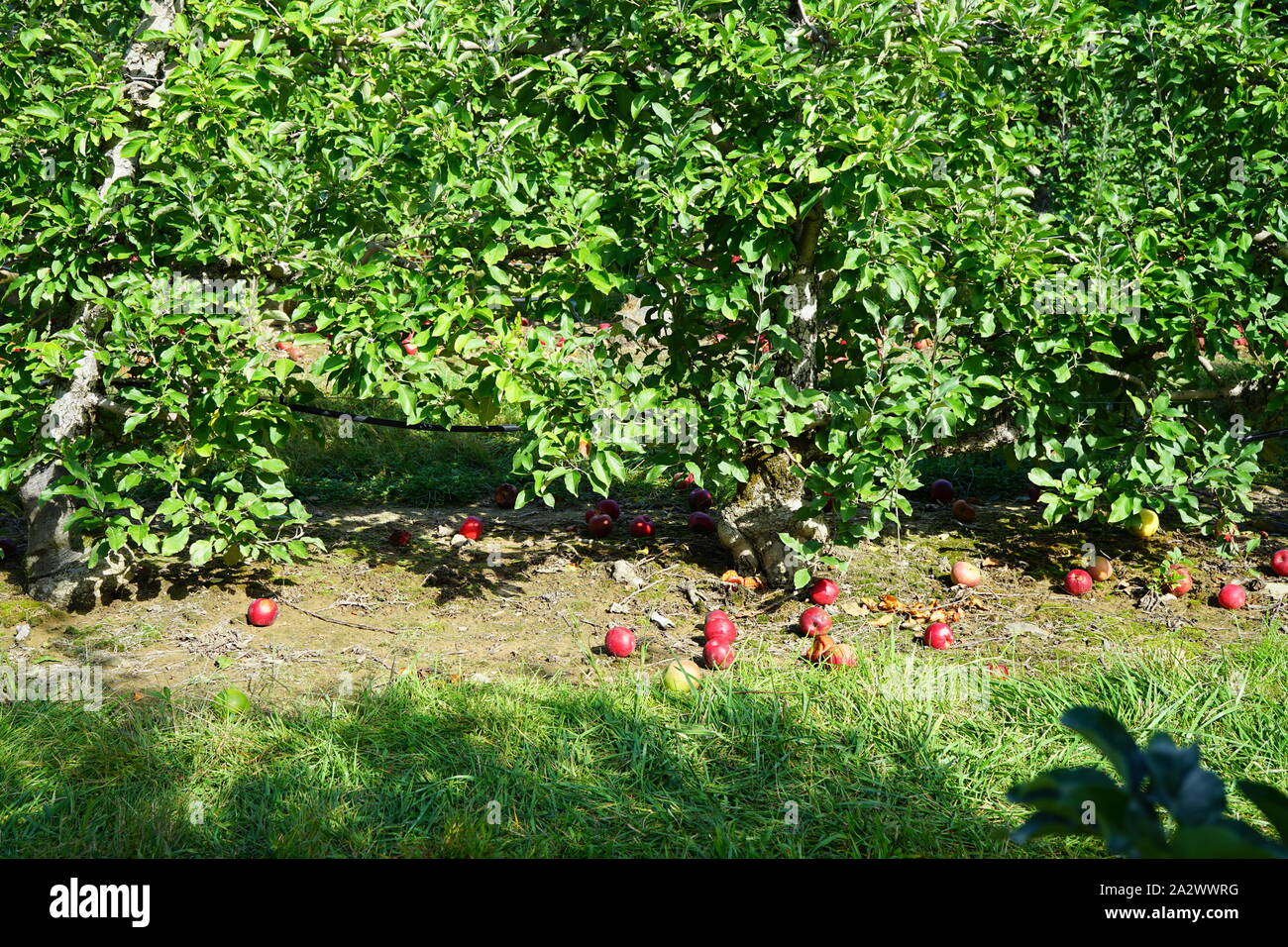 Apples fallen on the ground at an apple orchard Stock Photo - Alamy