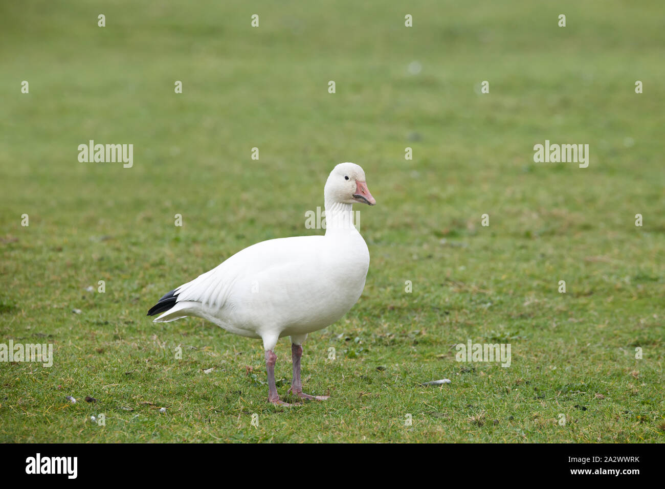 Snowy goose hi-res stock photography and images - Alamy
