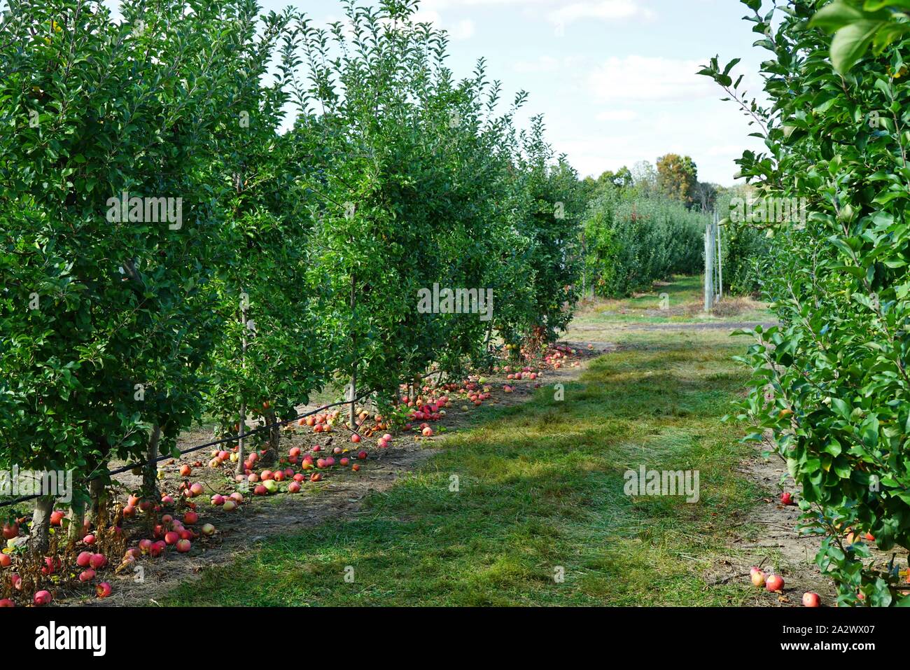 Apples fallen on the ground at an apple orchard Stock Photo - Alamy