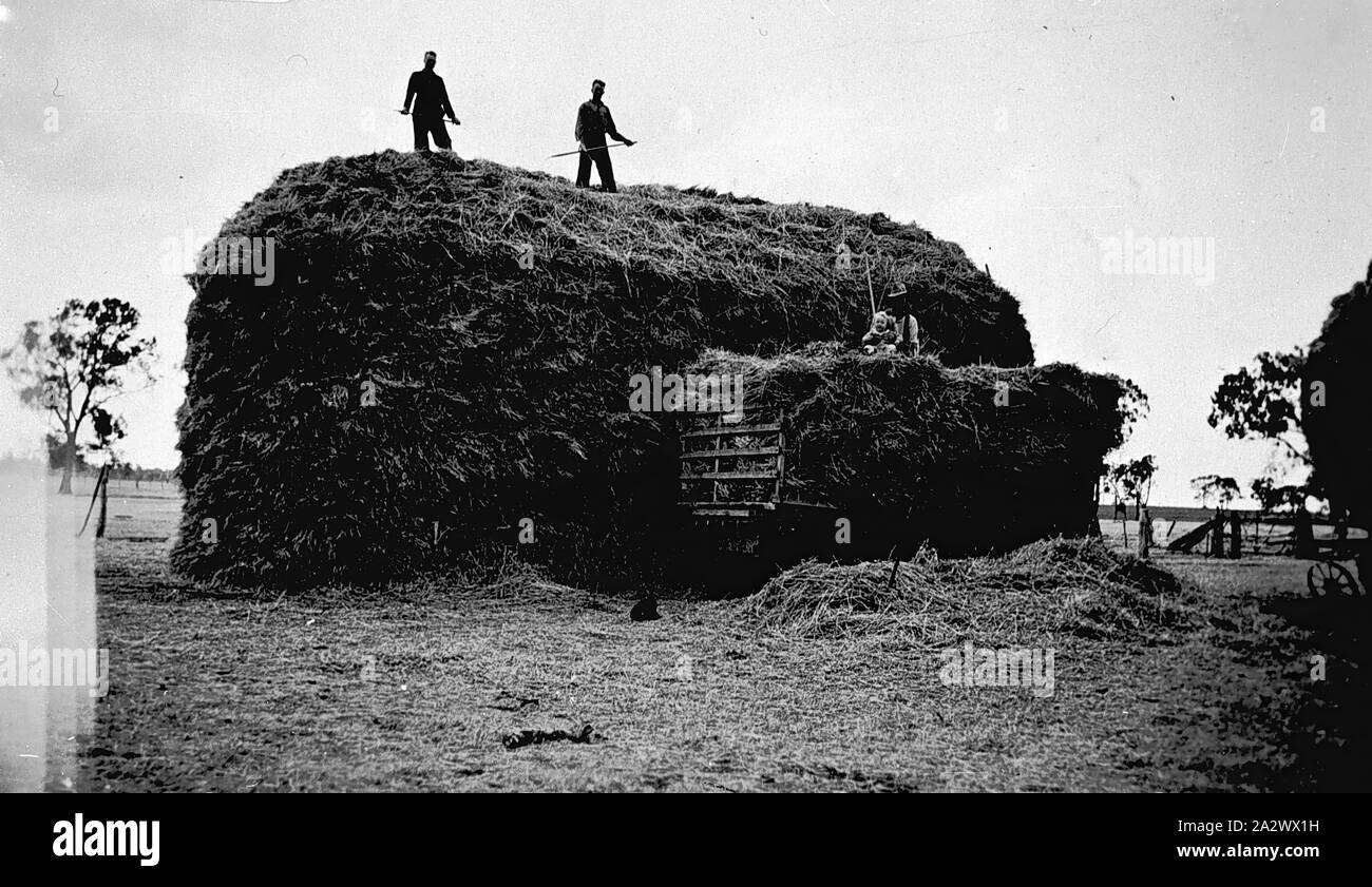 Negative - Goroke, Victoria, circa 1930, Three men building a haystack ...