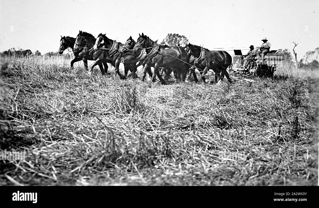 Negative - Harvesting with a Horse-Drawn 'Sunshine' Header, Wangaratta ...