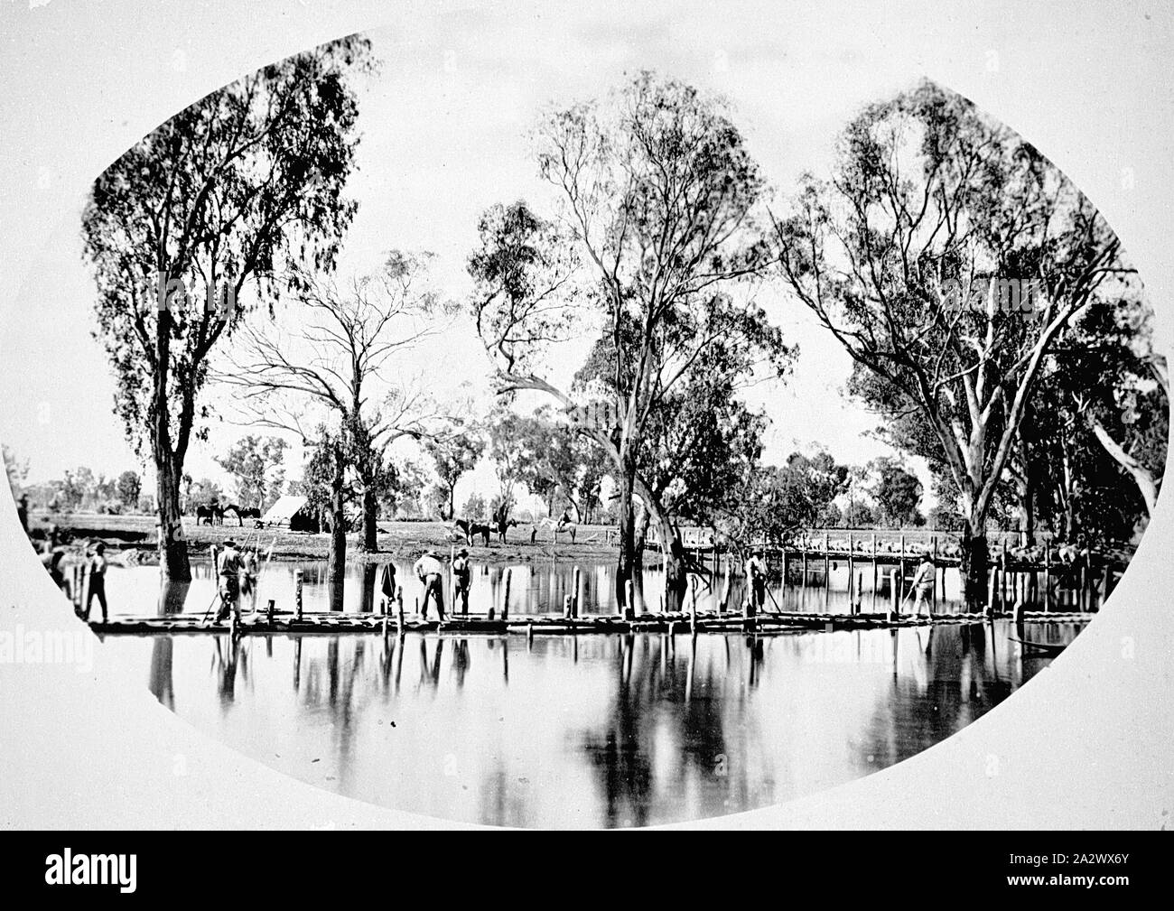 Negative - Edward River, New South Wales, 1878, Washing sheep in the ...