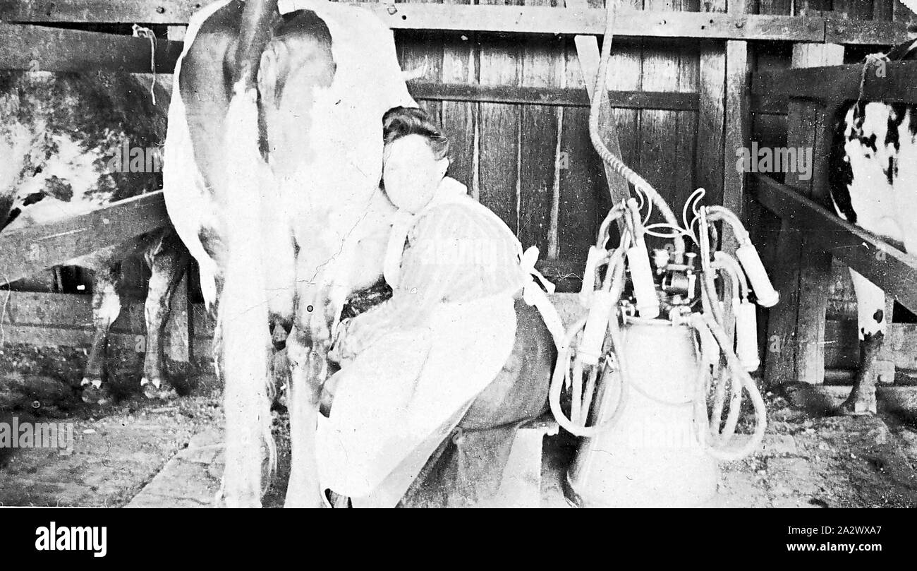 Woman milking cow machine hi-res stock photography and images - Alamy