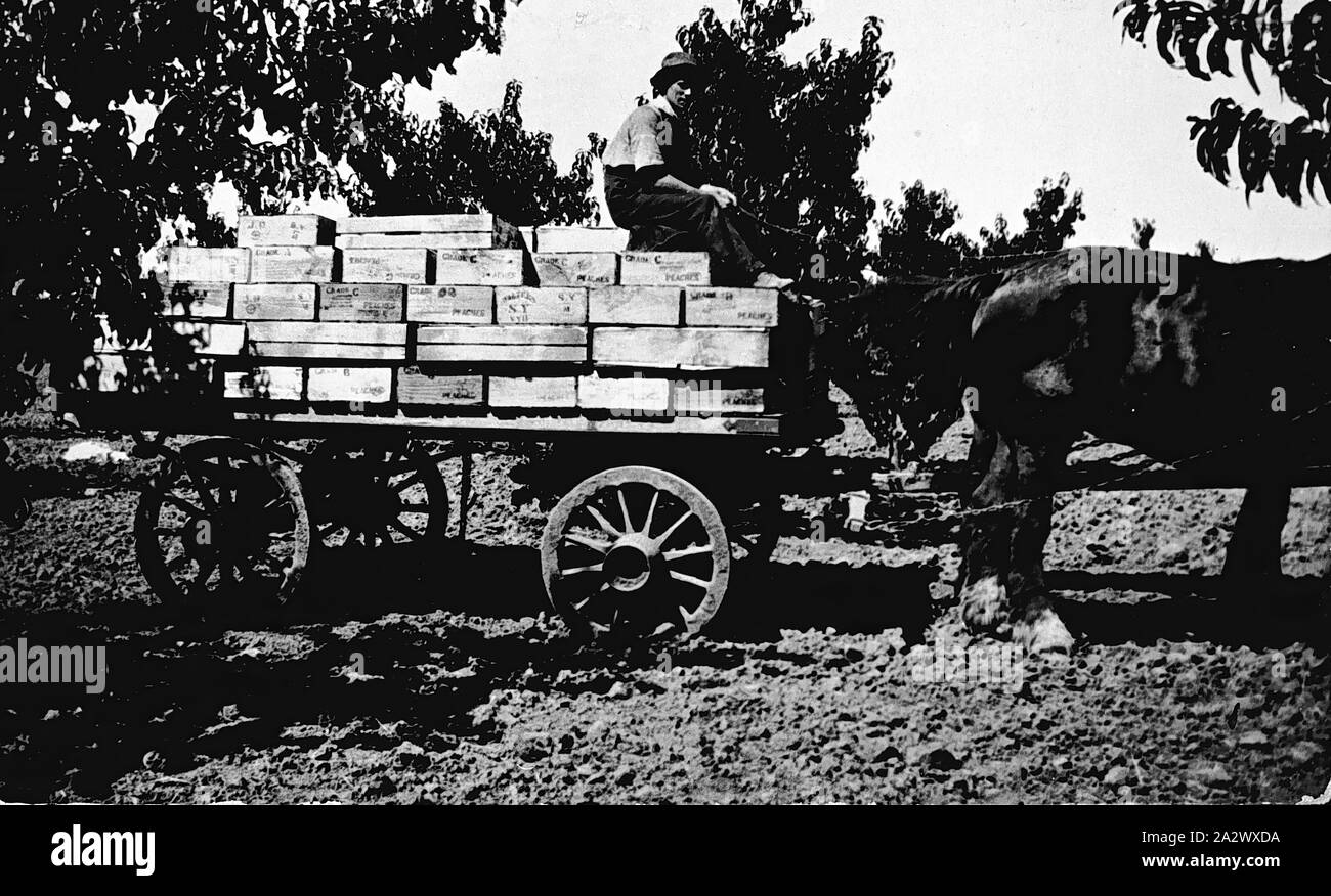 Negative - Merrigum, Victoria, circa 1925, A horse-drawn wagon load of ...