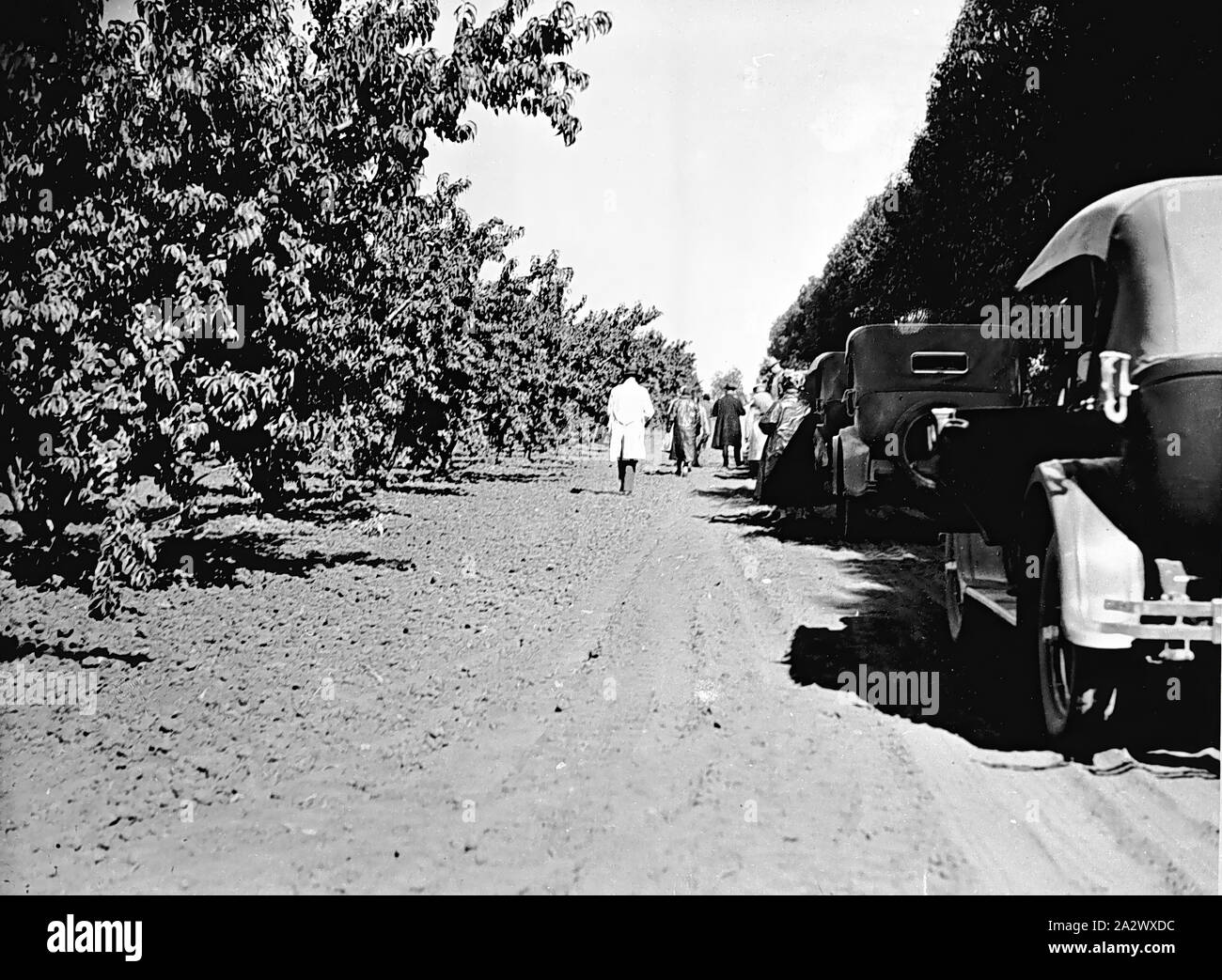 Negative - Merrigum, Victoria, circa 1925, A visit to an orchard by ...