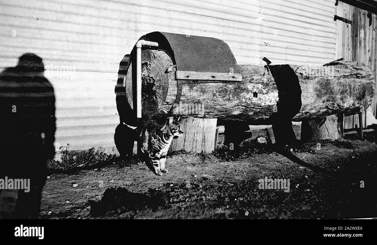 Negative - Milawa, Victoria, circa 1925, A horse trough made from a ...
