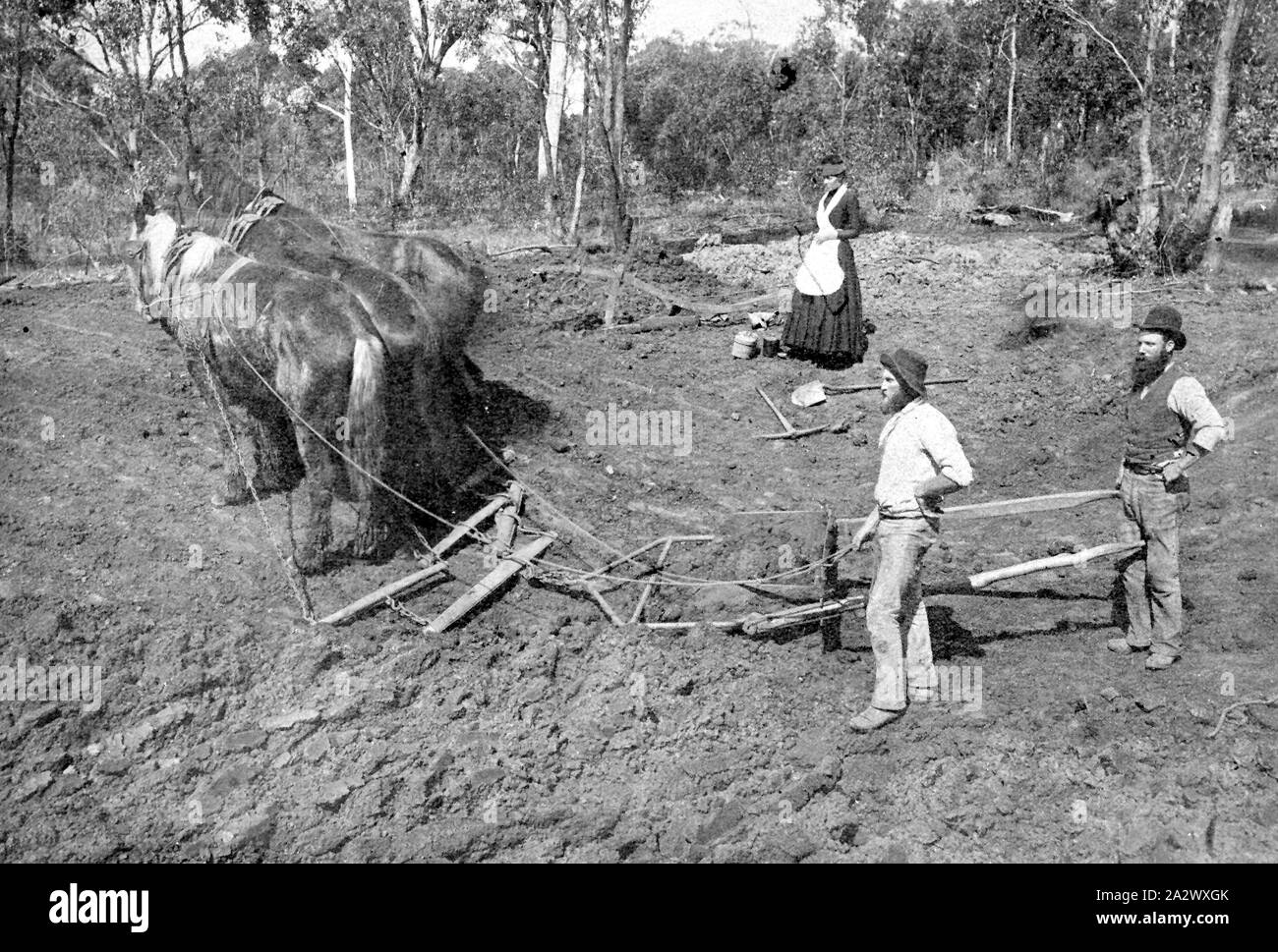 Negative - Men Digging A Dam, St Arnaud District, Victoria, circa 1895 ...