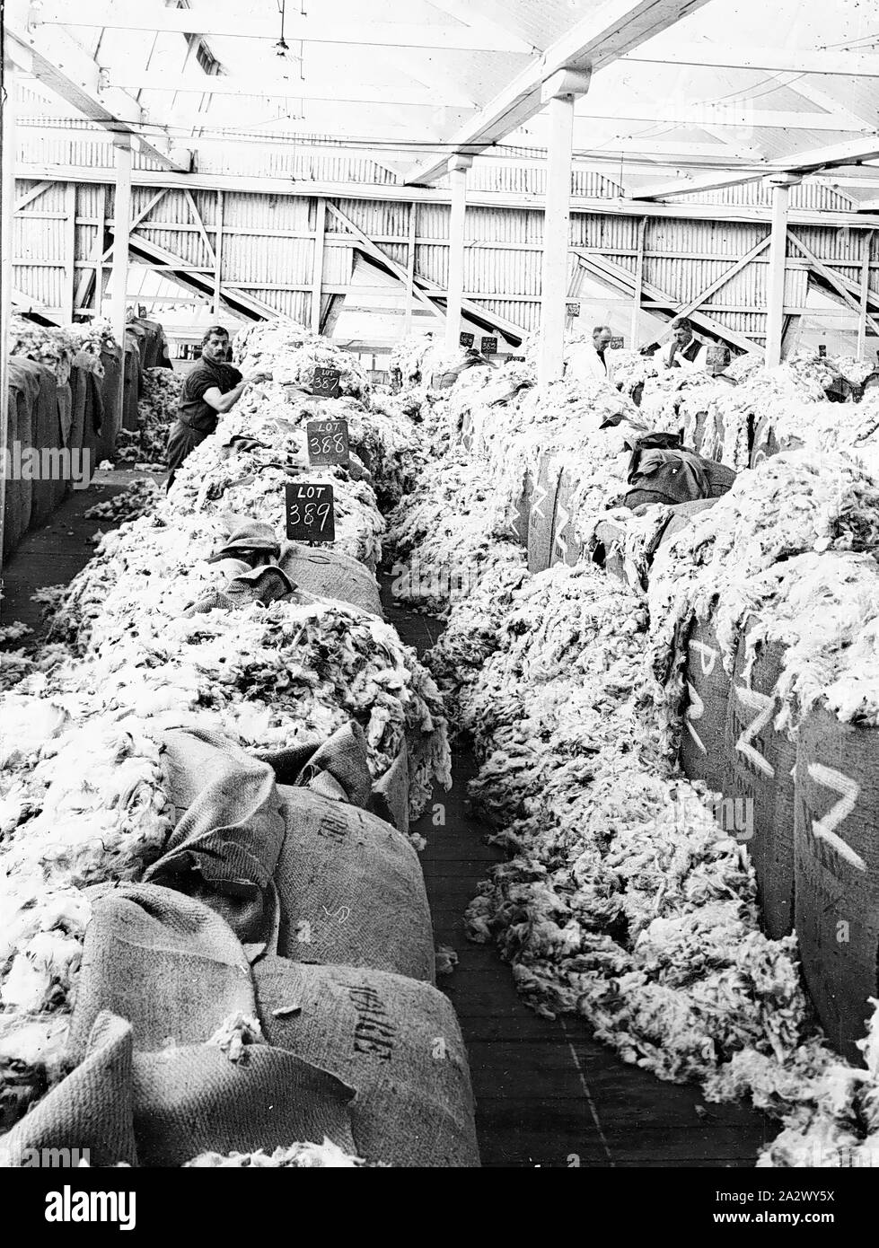 Negative - Geelong, Victoria, circa 1915, Inside a wool store Stock ...
