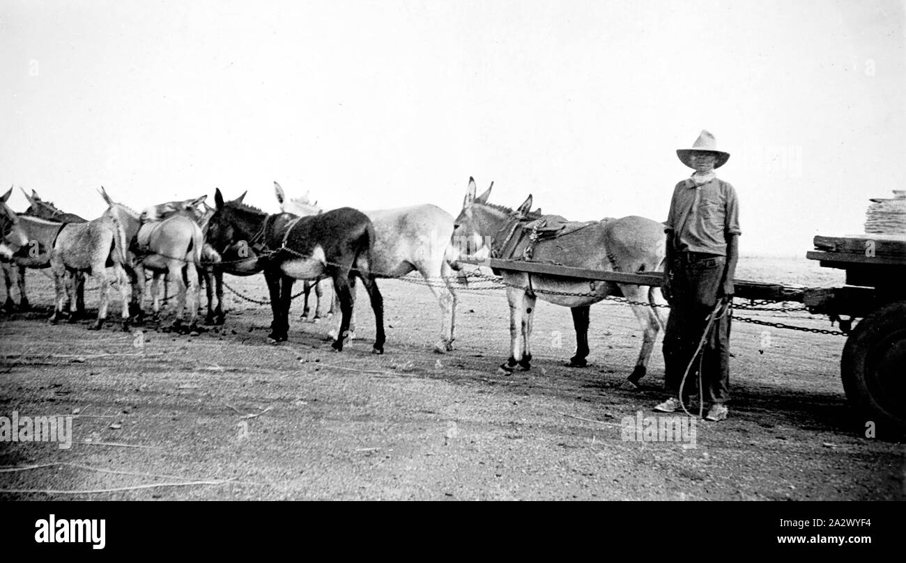 Negative - Alice Springs District, Northern Territory, circa 1935, A ...