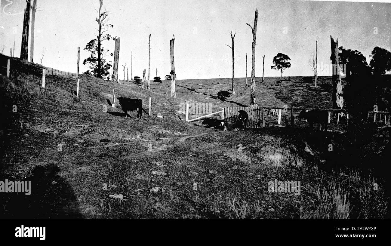 Negative - Daylesford, Victoria, circa 1925, Matthew Catterson's farm ...