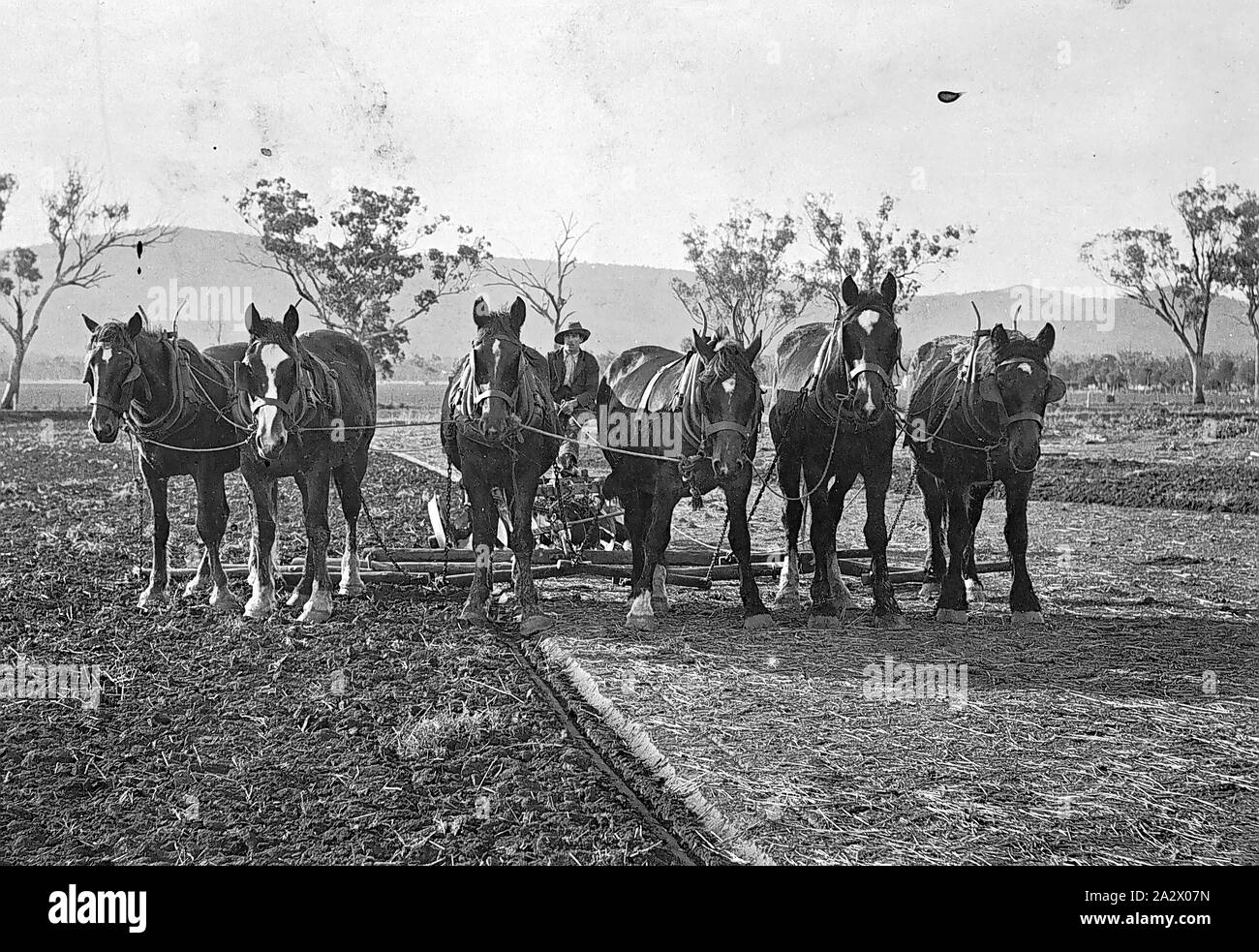 Negative - Connewirrecoo, Victoria, pre 1900, A six horse team ...