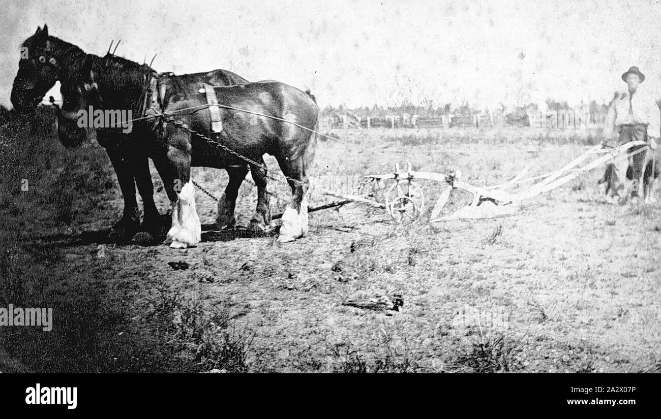 Negative - Connewirrecoo, Victoria, 1882, A two horse team and ...