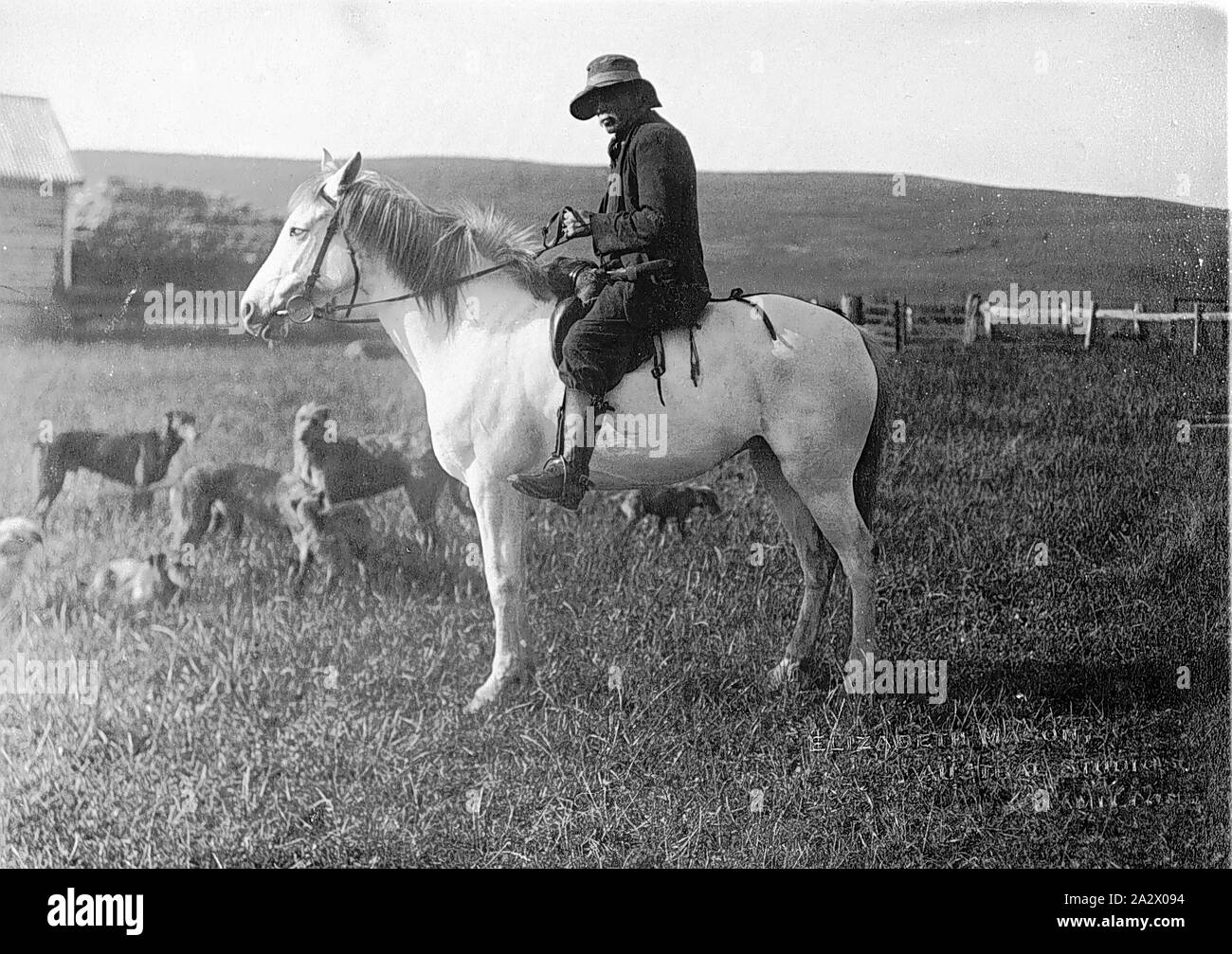 Negative - Merino, Victoria, 1920, A rabbiter with his pack of dogs on ...