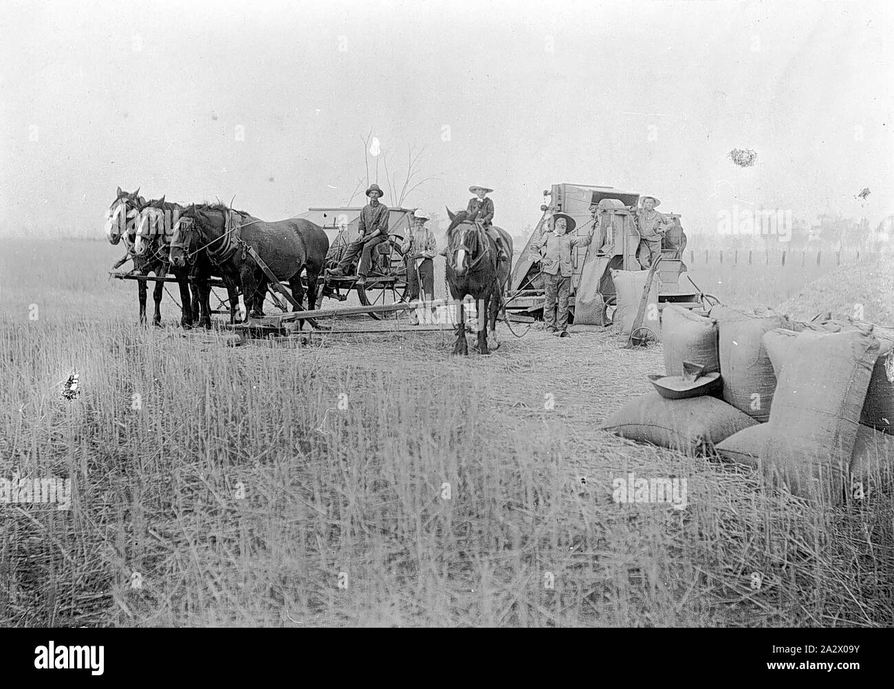 Negative - Rochester District, Victoria, 1894, A threshing team. There ...