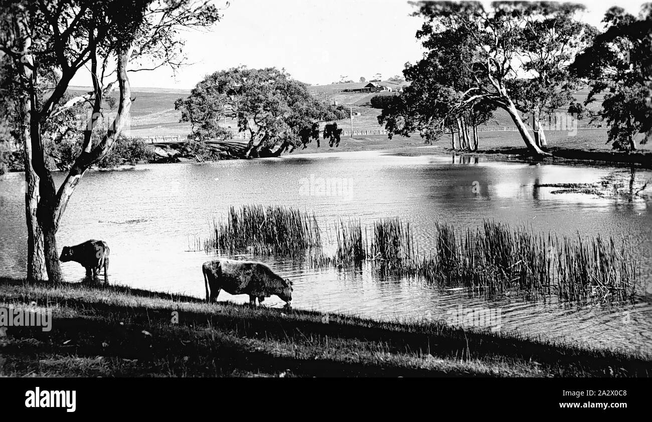 Negative - Casterton, Victoria, circa 1925, Cattle drinking from the 'S ...