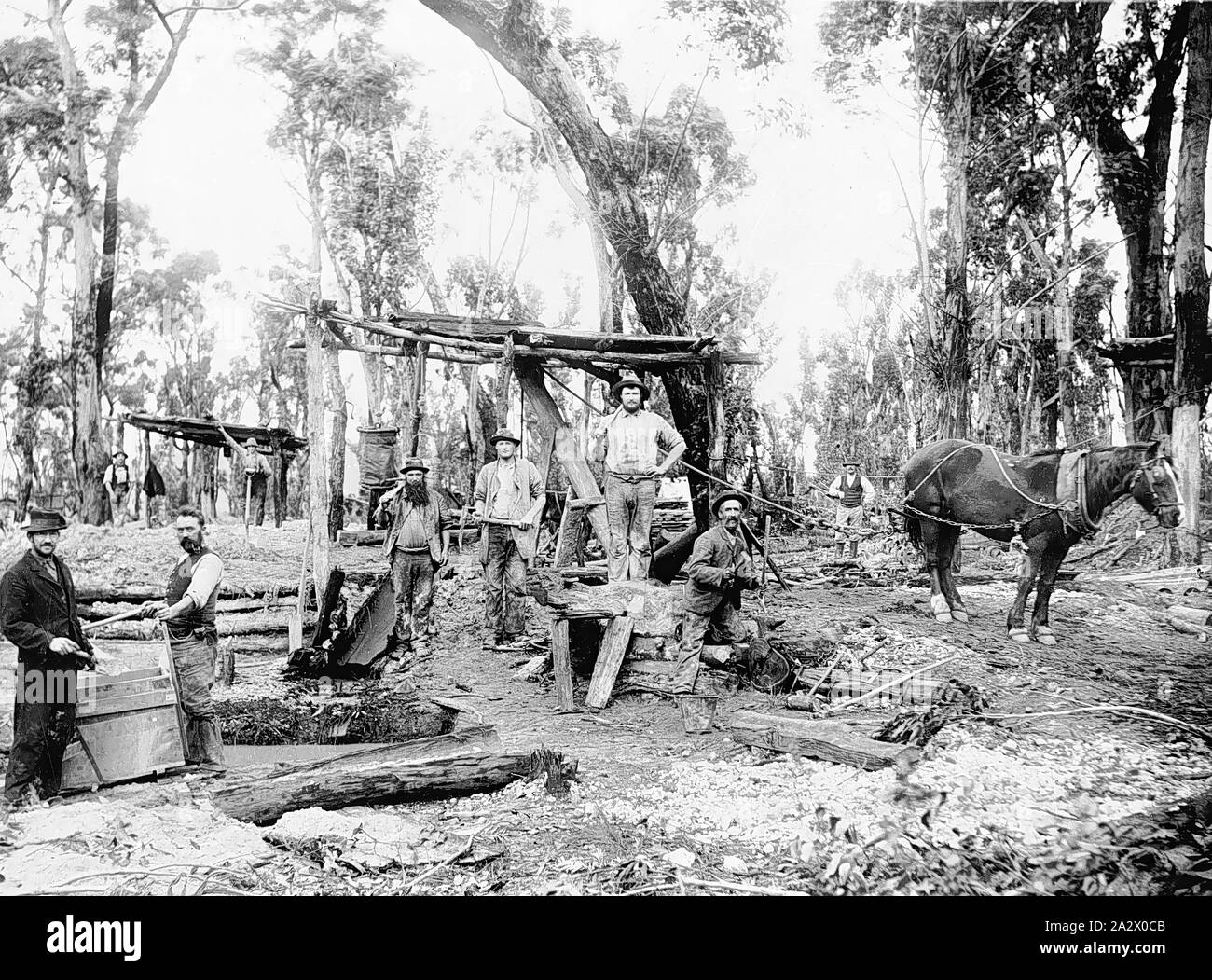 Negative - Mafeking, Grampians, Victoria, circa 1909, Miners at a gold ...