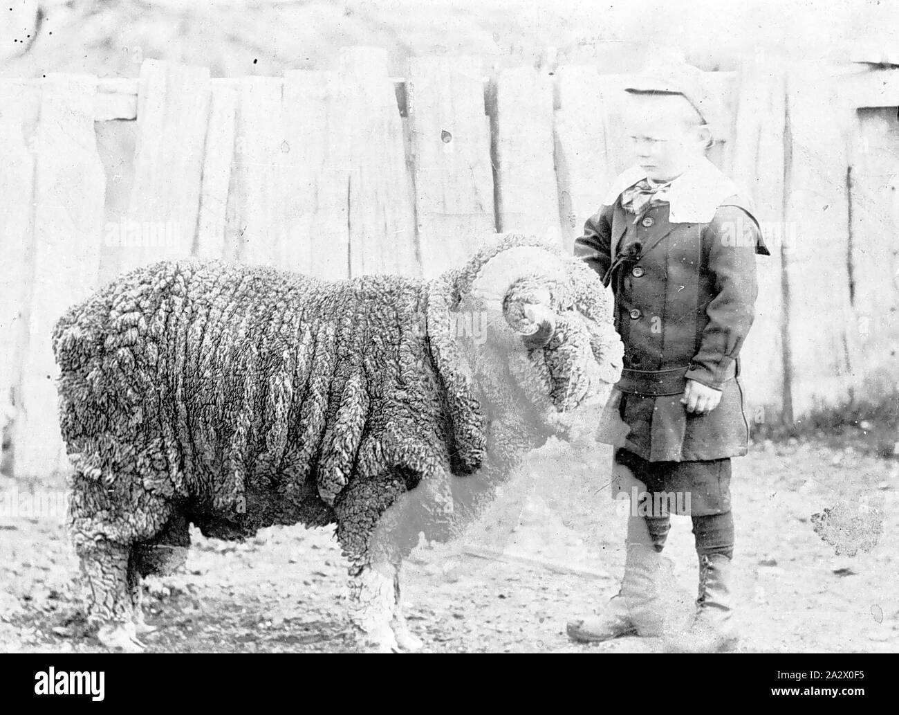 Negative - Casterton District, Victoria, circa 1904, A boy with a ...