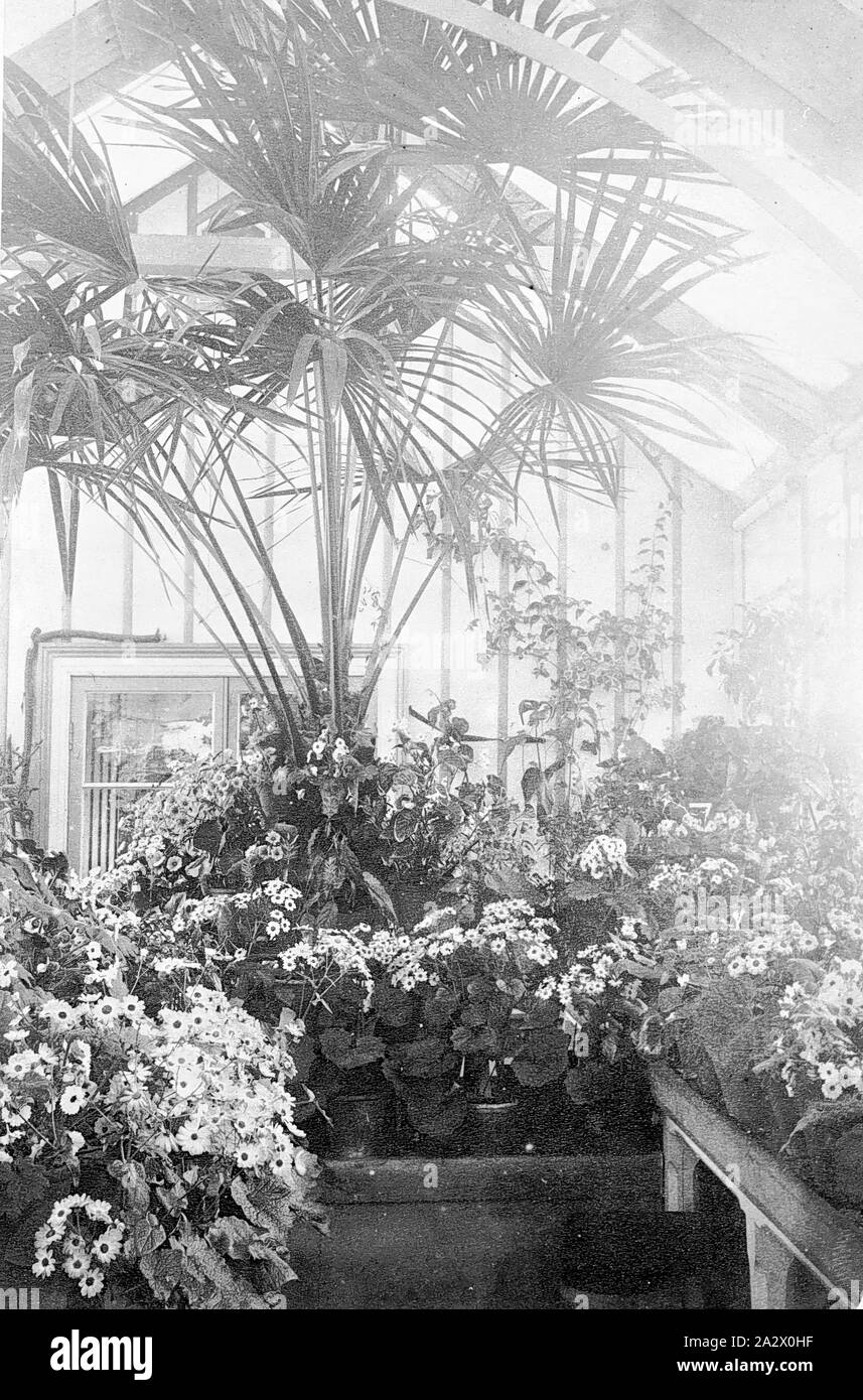 Negative - Greenhouse at 'Warrock Station', Casterton District ...