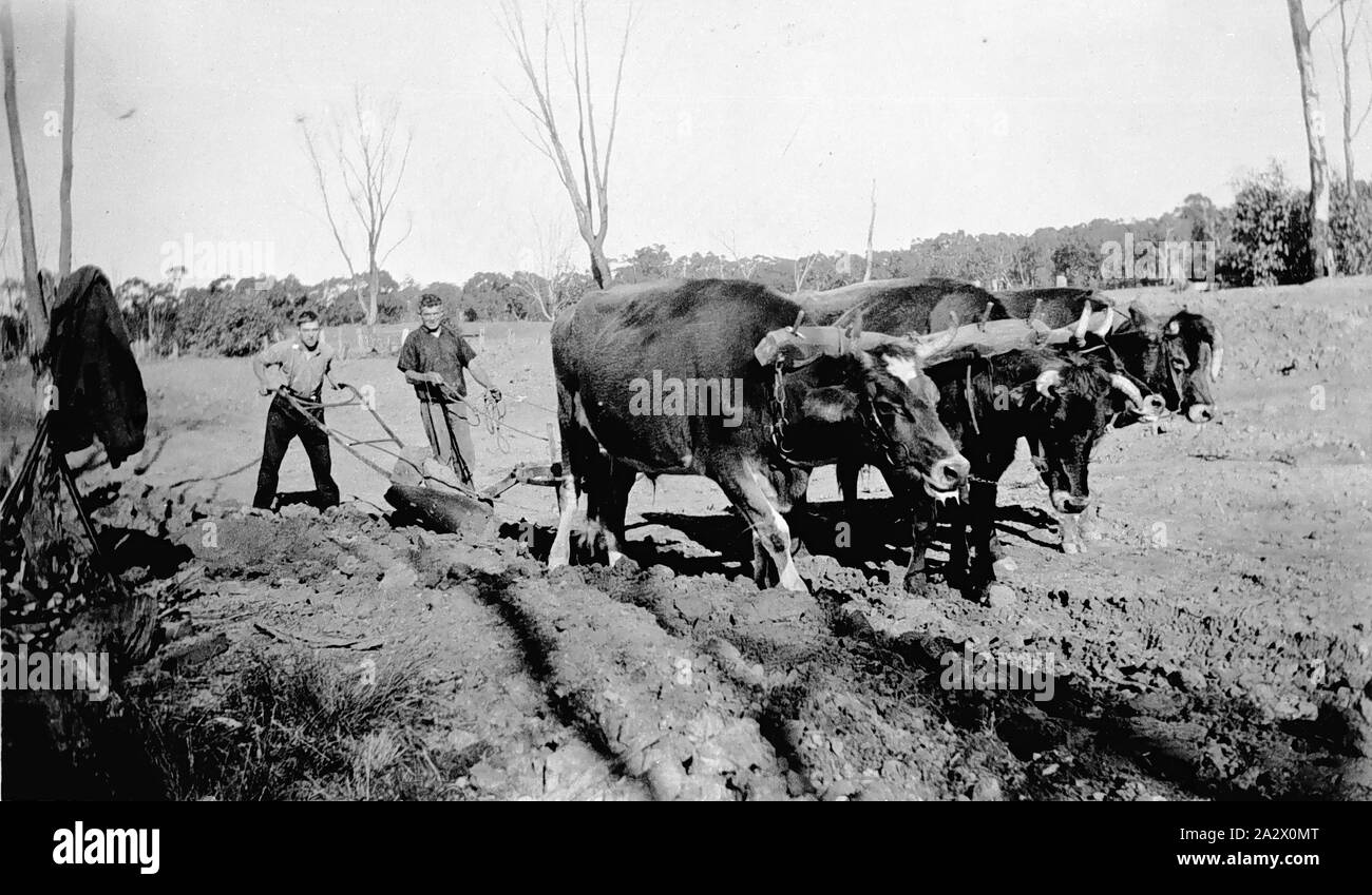 Negative - Kingower District, Victoria, circa 1935, Using two bullock ...
