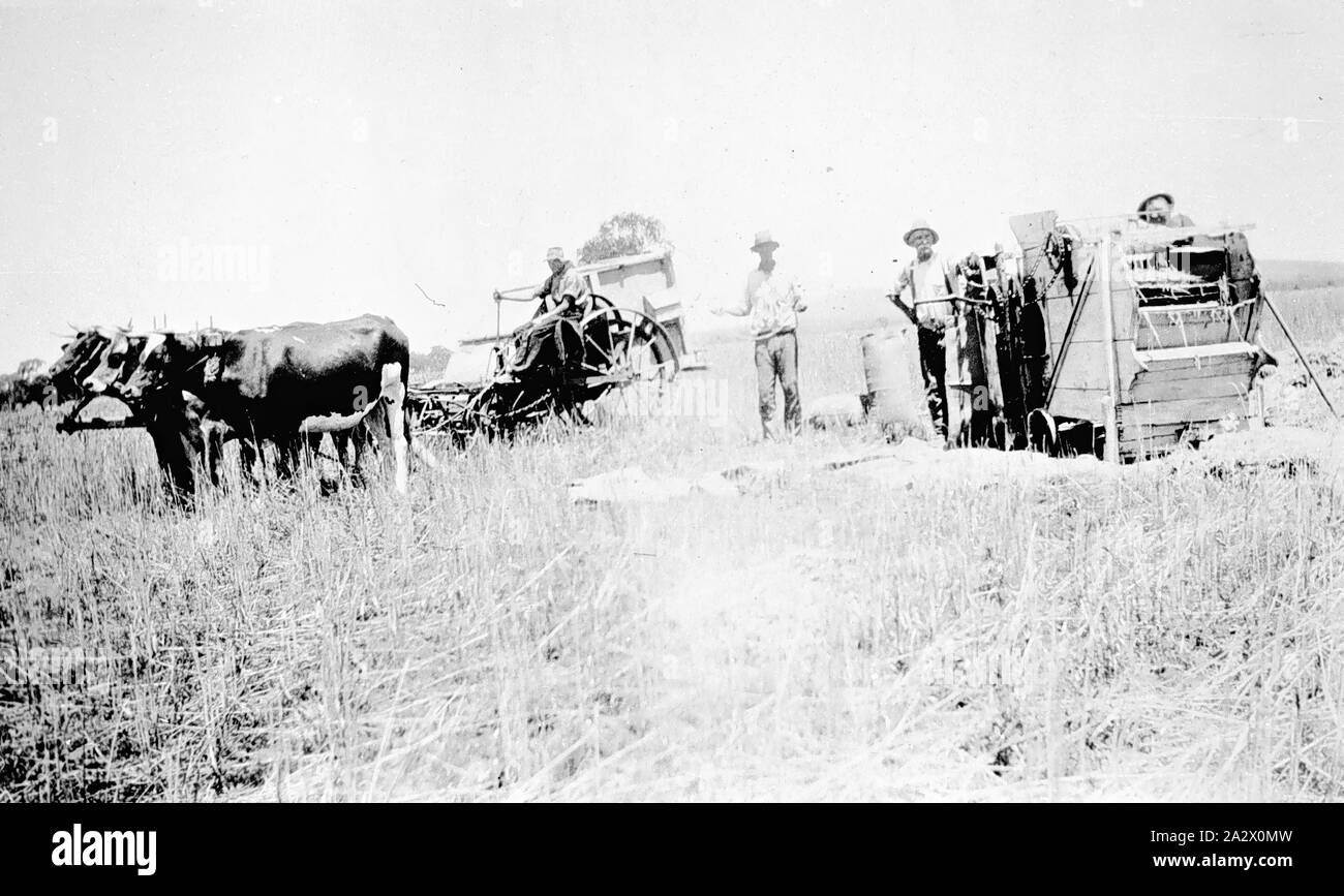 Negative - Kingower District, Victoria, circa 1935, Bullock team with ...