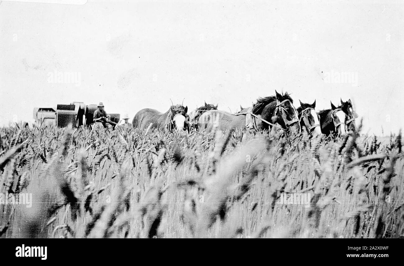 Negative - Hunter District, Victoria, 1936, A horse-drawn McKay ...