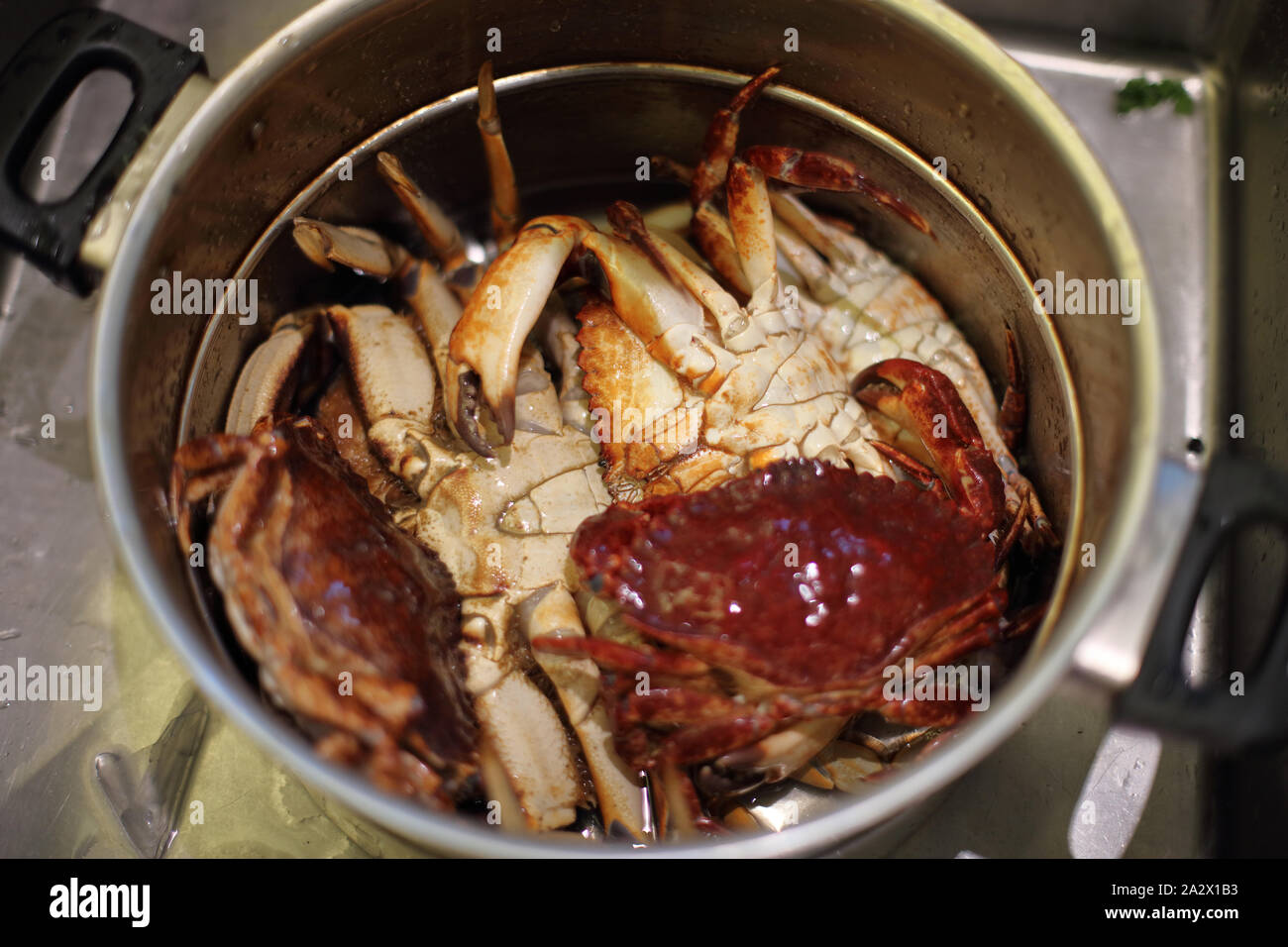 Pacific Red rock crab, Vancouver, British Columbia, Canada Stock Photo ...