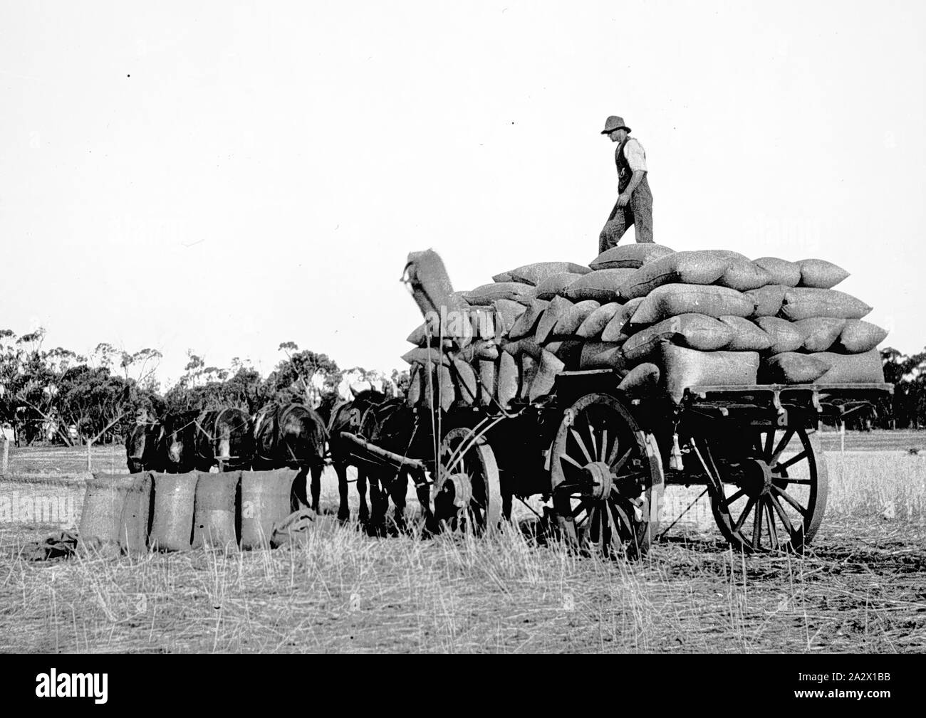 Negative - Loading Grain, Nyah West, Victoria, circa 1925, Using a ...