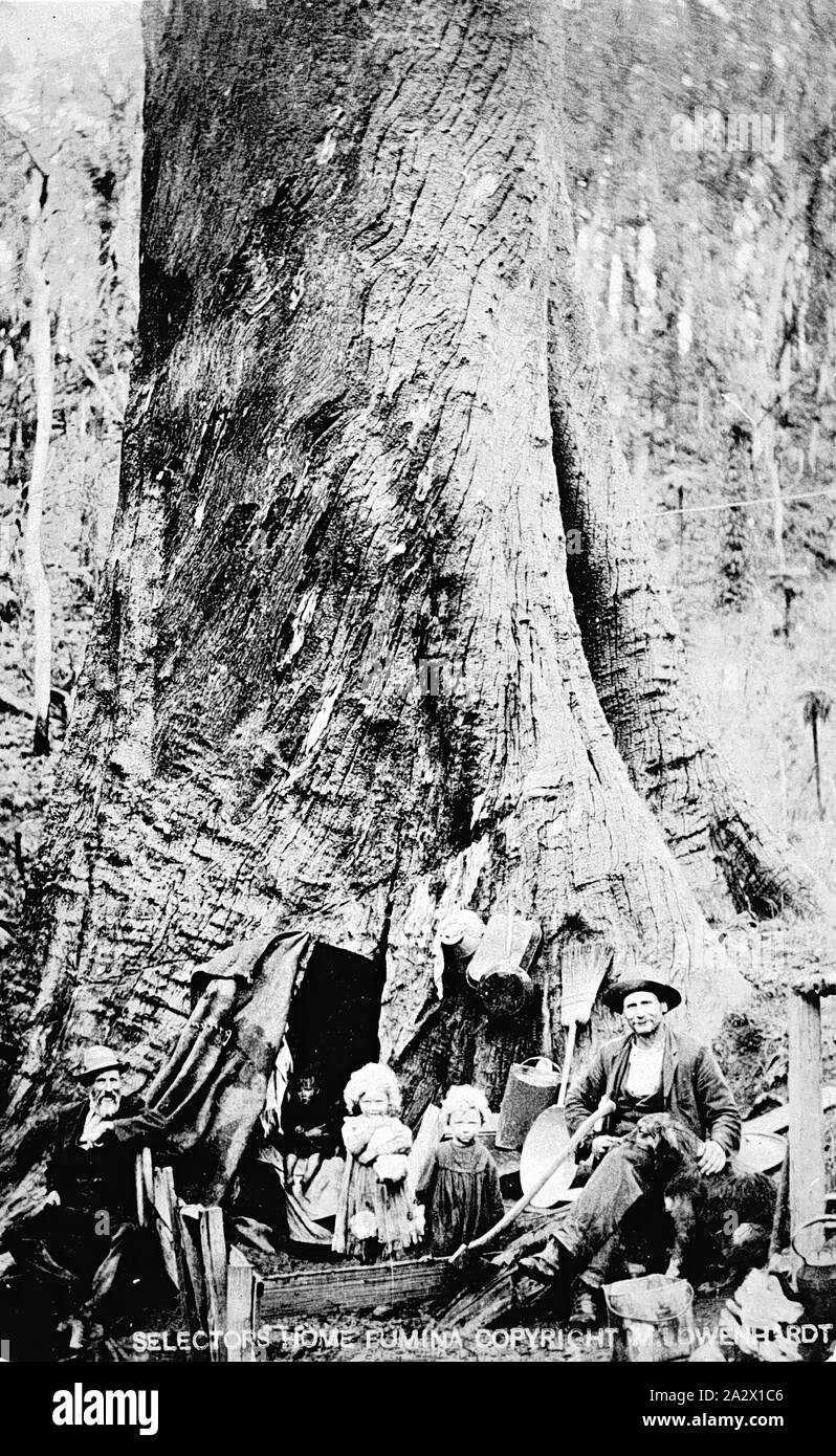 Negative - The 'Penny Tree', Fumina, Victoria, circa 1907, The 'Penny ...