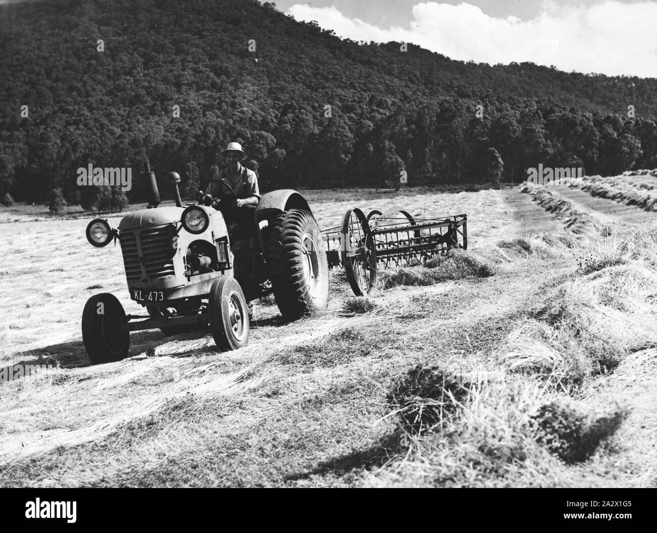 Raked into windrows hi-res stock photography and images - Alamy