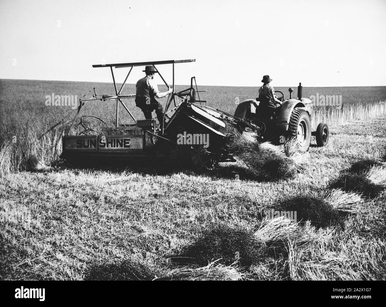 no 373 reaping flax on the farm of mr stan drayton geelong district the ...