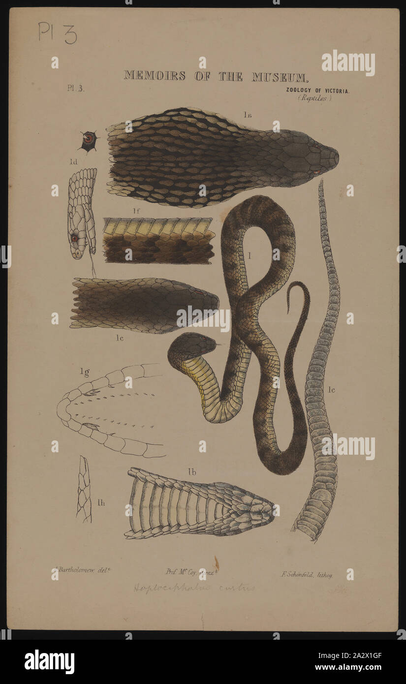 Lithographic colour proof, Tiger Snake, Notechis scutatus, Prahran ...