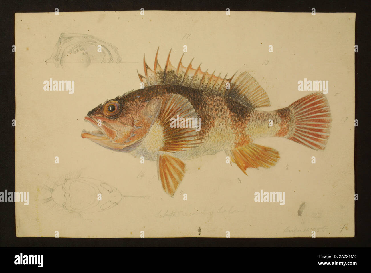 Watercolour illustration, Reef Ocean Perch, Arthur Bartholomew ...