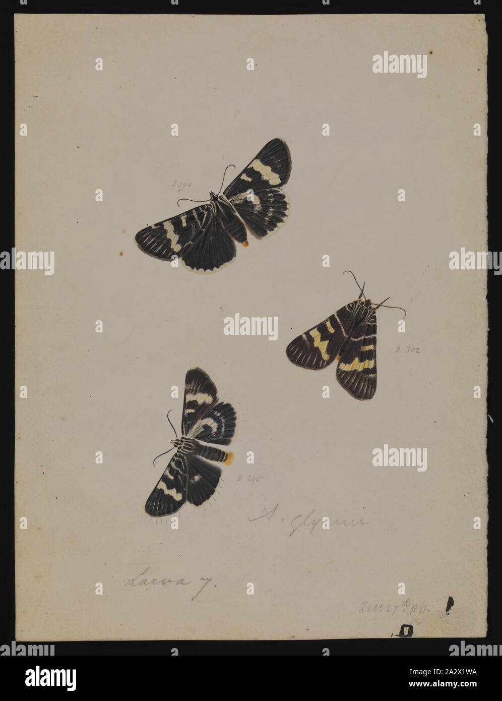 Watercolour illustrations - Vine Moth, Phalaenoides glycinae. by Arthur ...