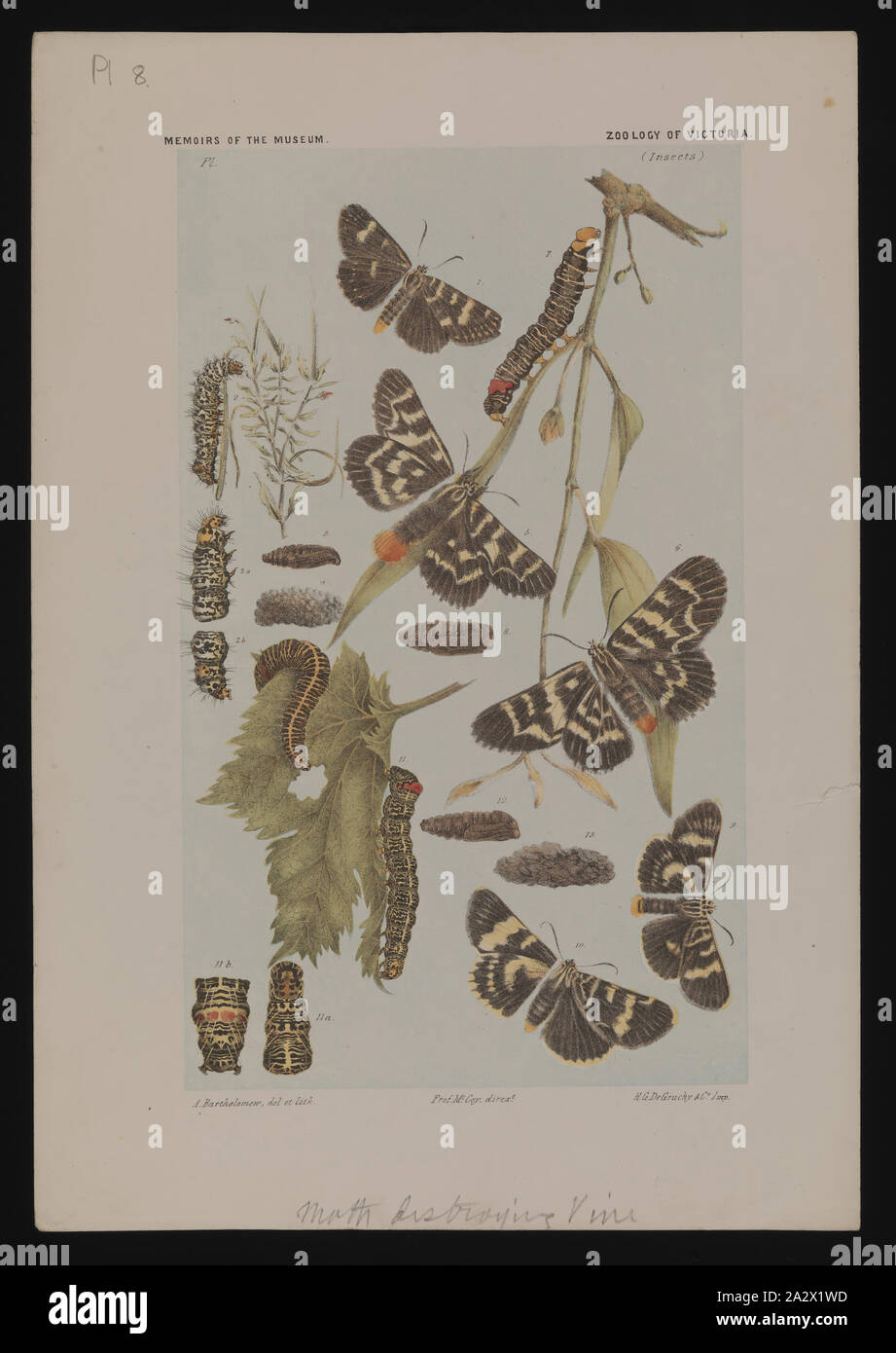 Lithographic Proof - Lithographic Ink on Paper, Colour Proof B ...