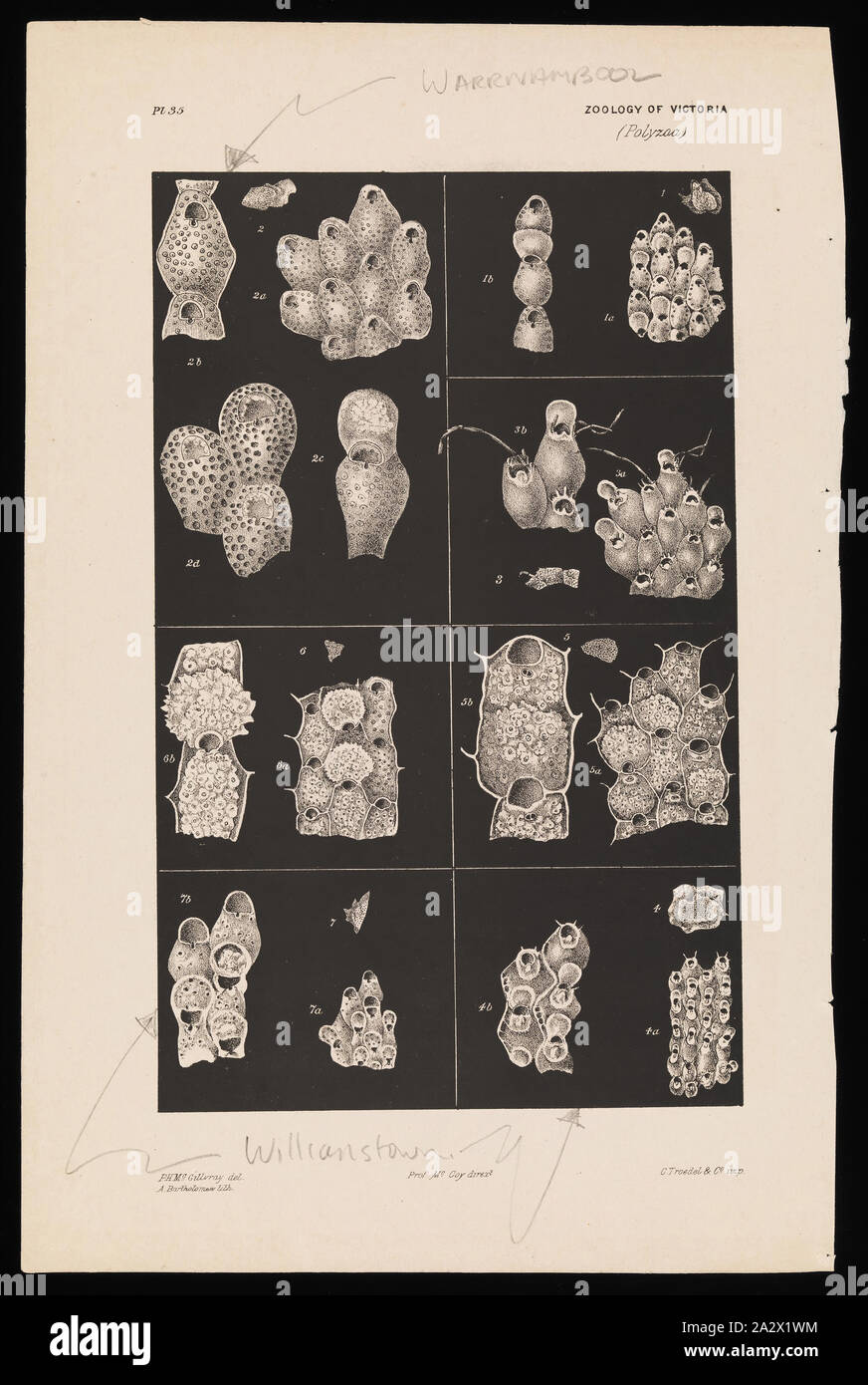 Lithographic proof - black and white of Bryozoa, P.H.McGillvray ...