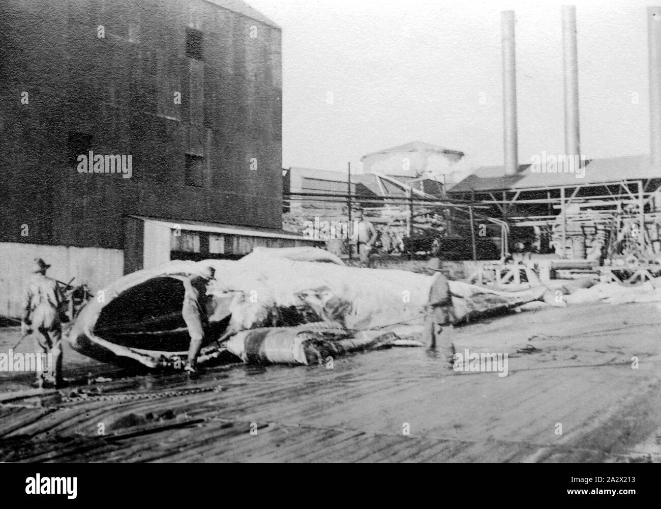 Photograph - 'Taking Blubber Off Whale', by George Rayner, Unknown ...