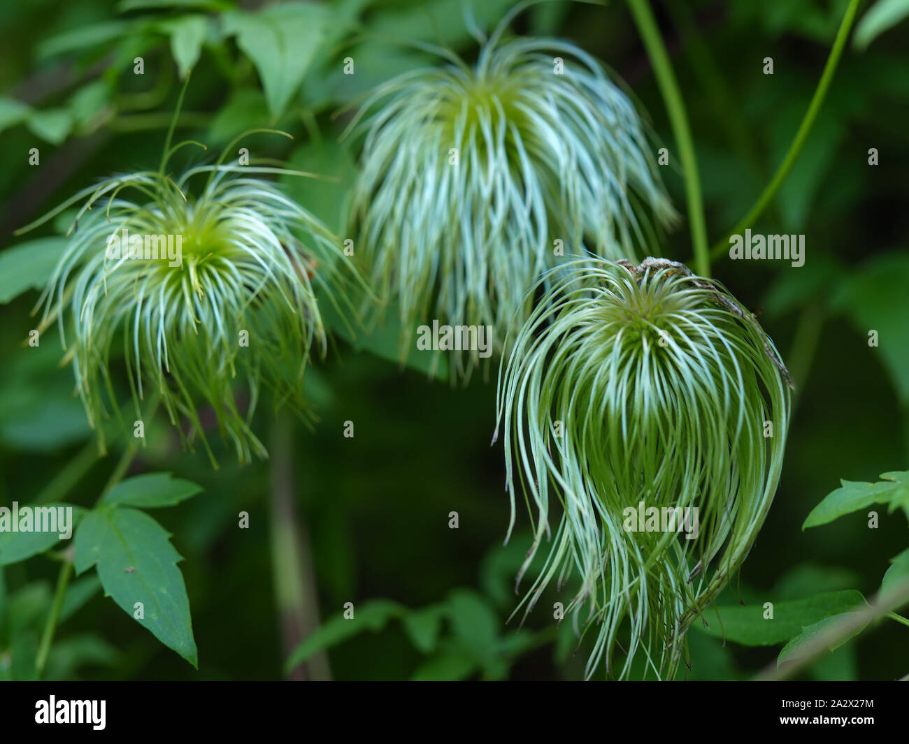 Seeds on a Clematis plant, variety Clematis tangutica 'Bill McKenzie ...