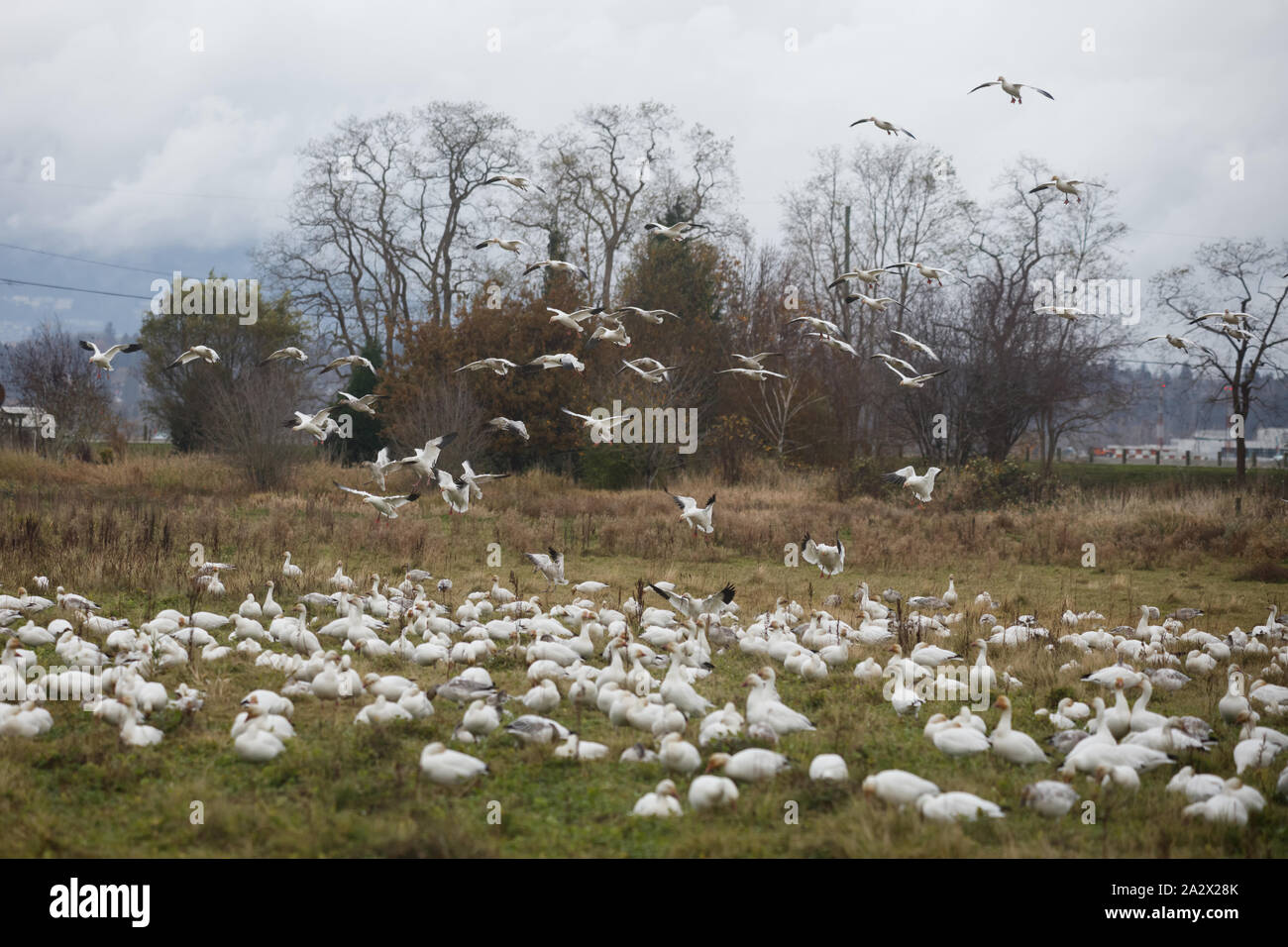 Snowy goose hi-res stock photography and images - Alamy